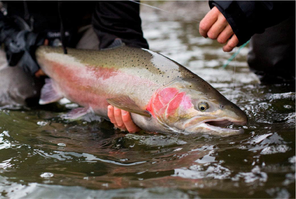 Steelhead – Gaspé Fly Company